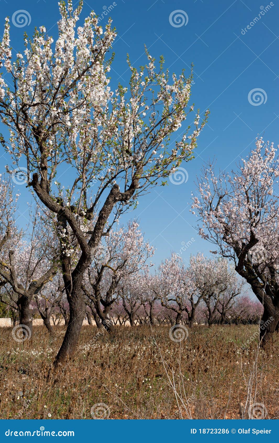 Almond blossom stock photo. Image of spring, tree, agriculture - 18723286