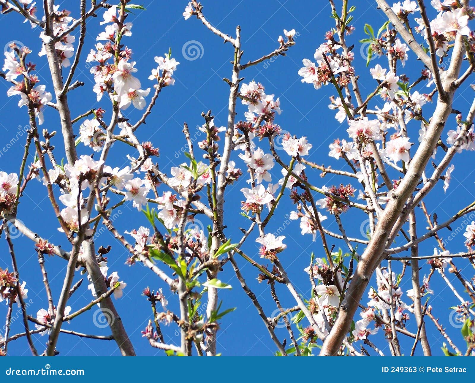 Almond Blossom stock image. Image of unshelled, backdrop - 249363