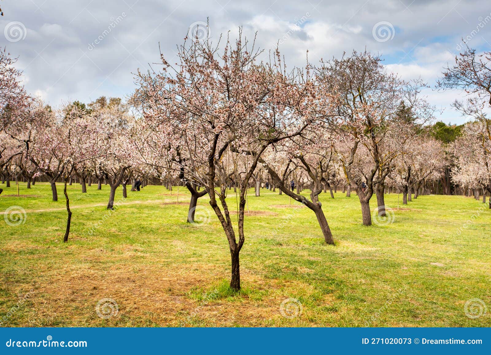 Almond Blossom Fields. Blooming Almond Trees Stock Image - Image of ...