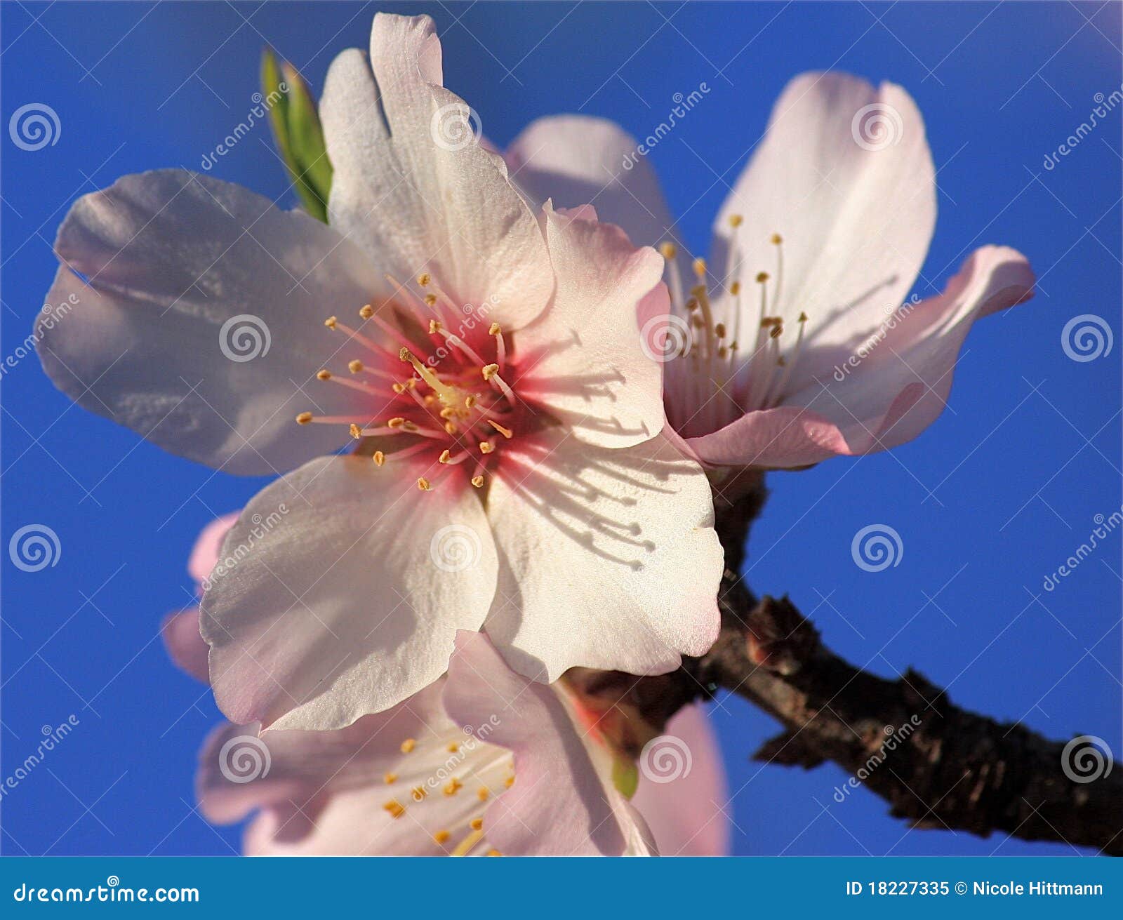 Almond blossom flower stock image. Image of ibiza, color - 18227335