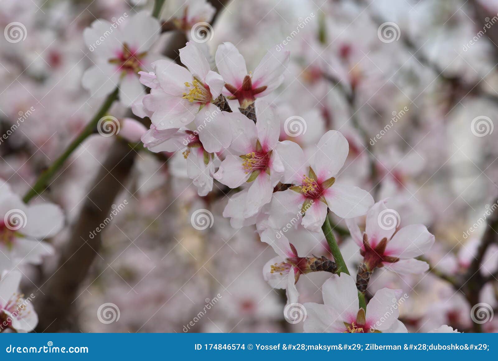 Almond Blossom Almond Blossom Flower, Background, Tree, Pattern, Nature ...