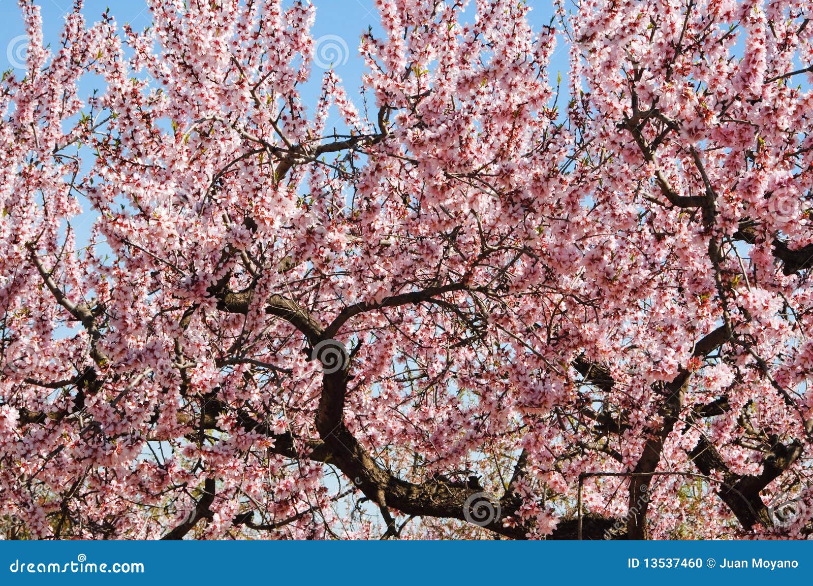 Almond blossoms stock photo. Image of seasonal, plant - 13537460