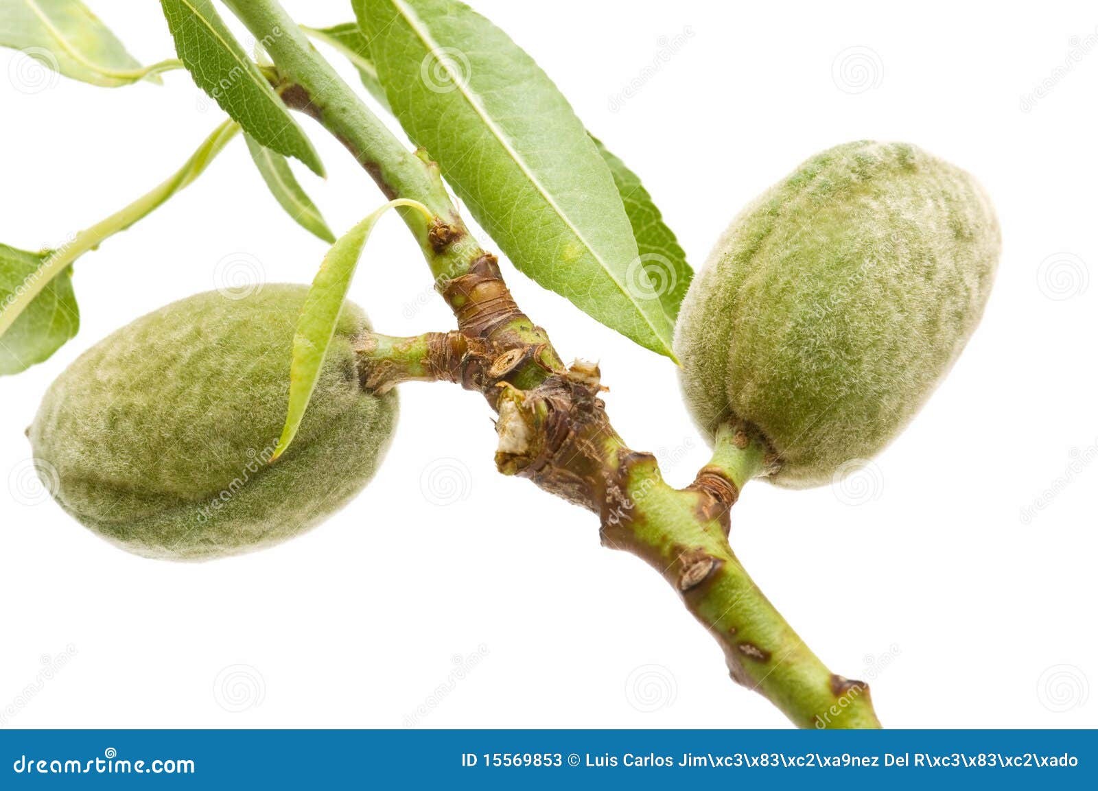 Almond branch stock image. Image of branches, living - 15569853