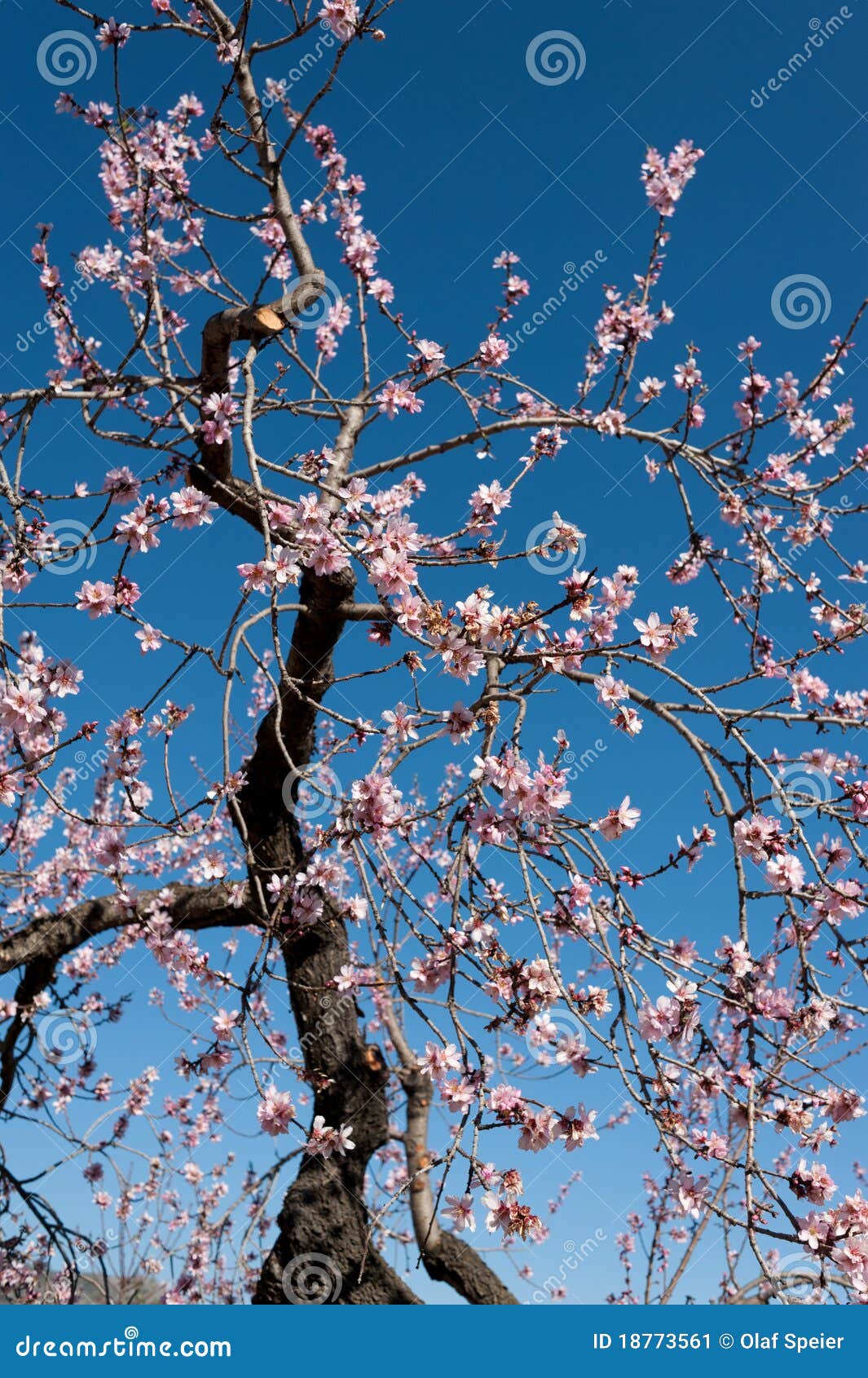 Almond branch stock image. Image of costa, tree, bloom - 18773561