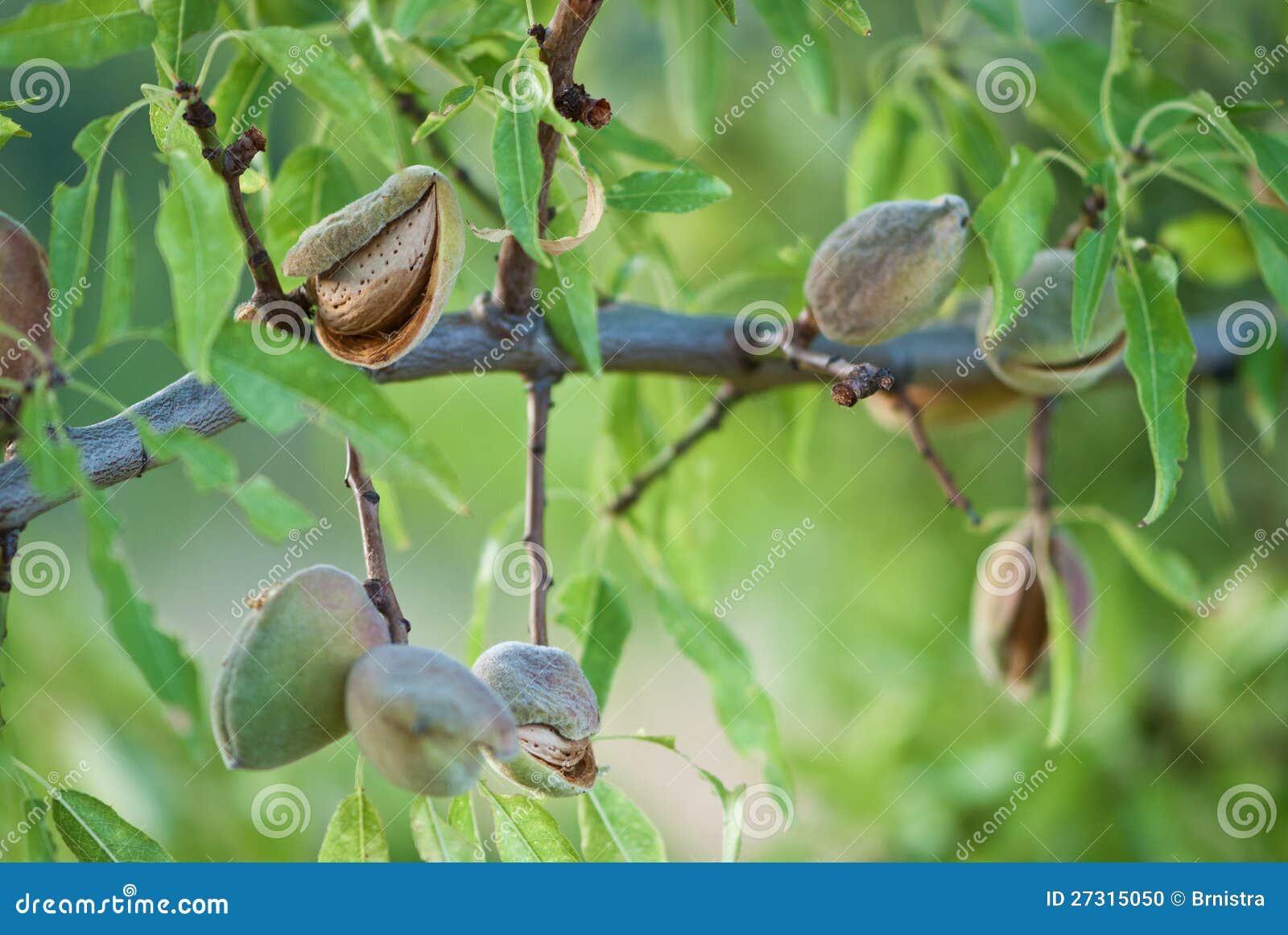 Almond branch stock photo. Image of nutshell, organic - 27315050