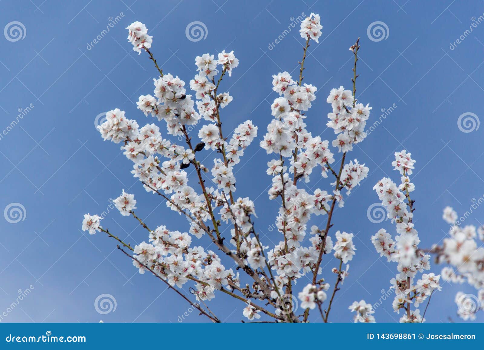 Almond branch in bloom. stock image. Image of daylight - 143698861