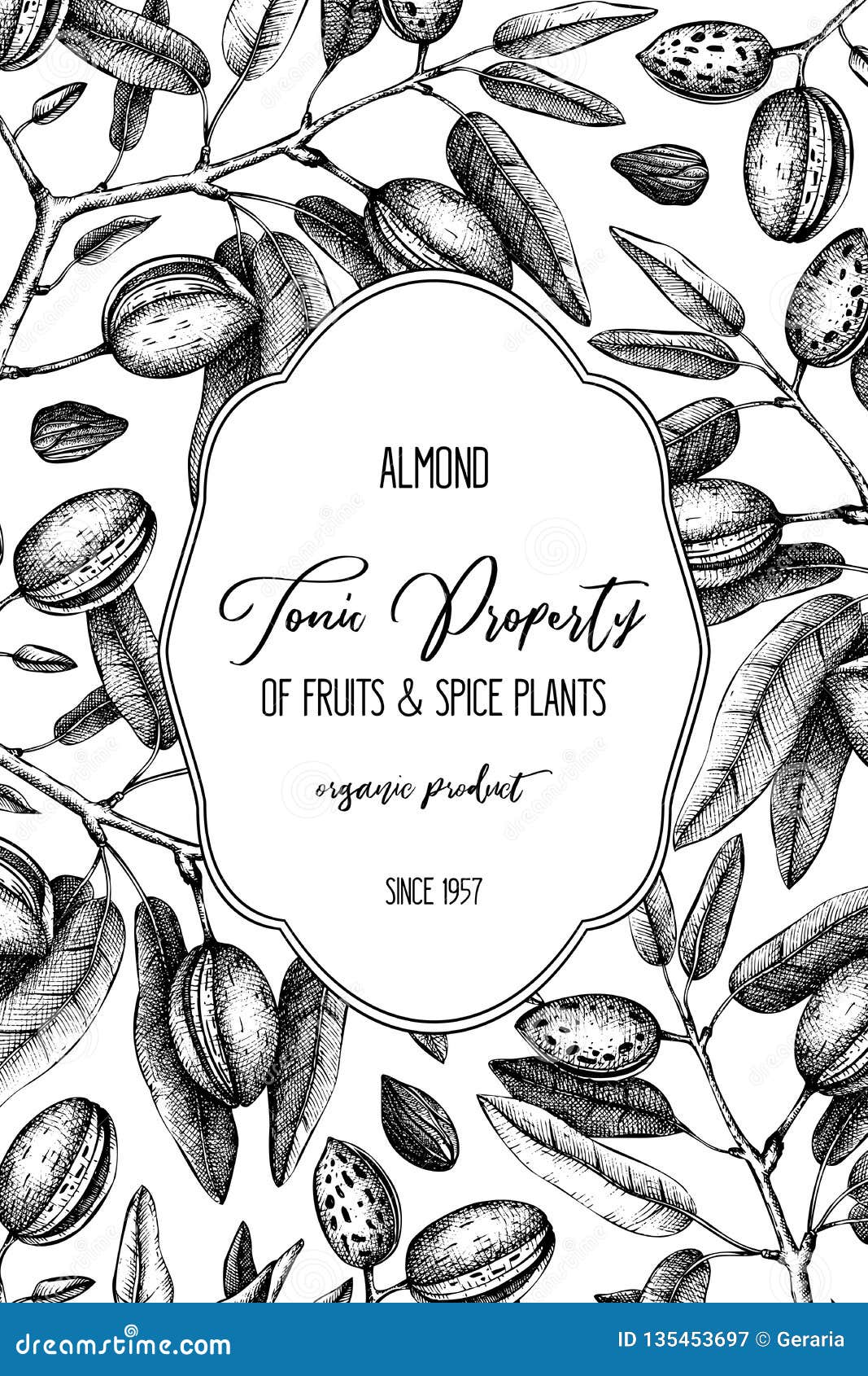 Vector Almond Illustration. Hand Drawn Nut Tree Sketch. Botanical ...