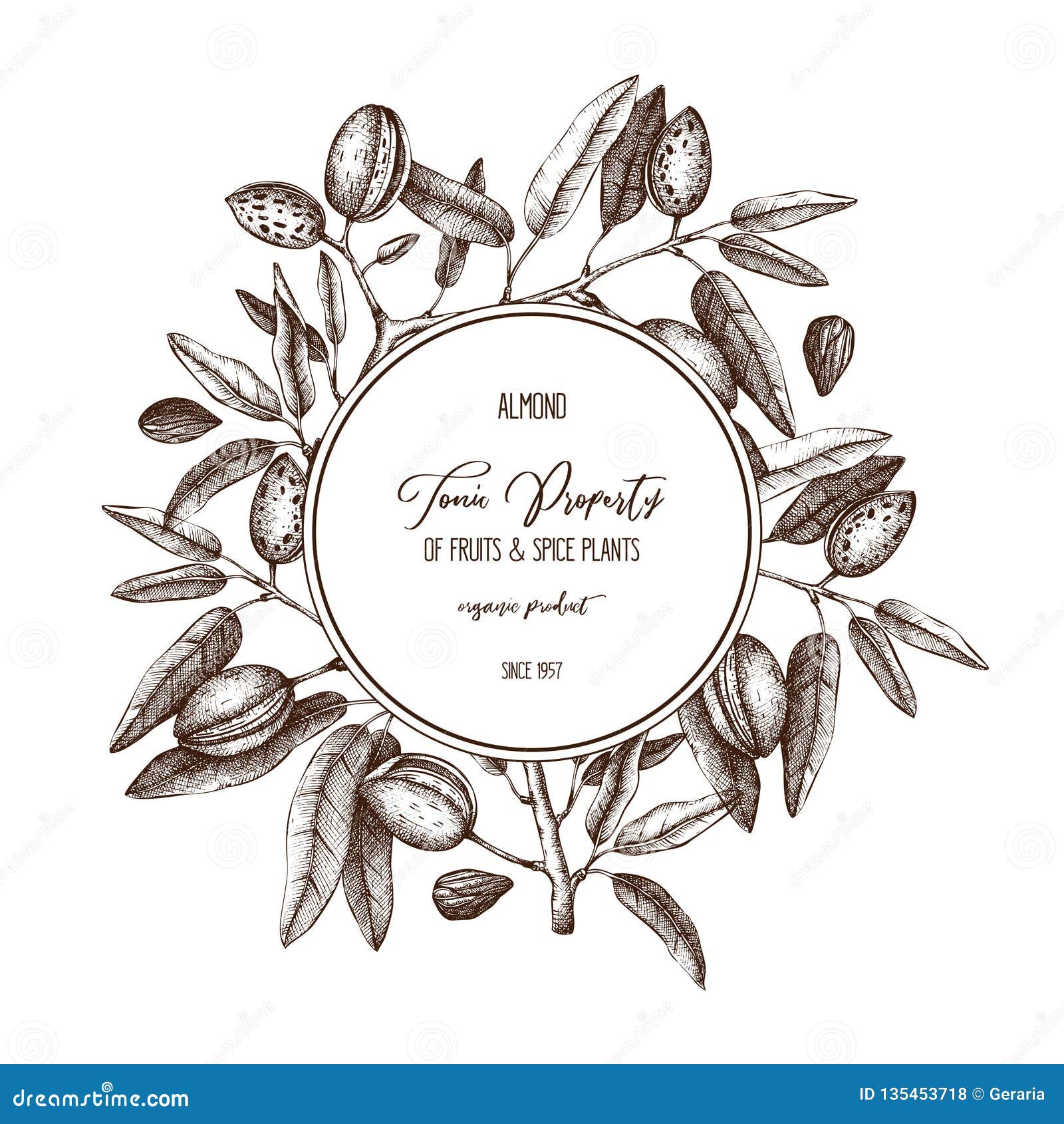 Vector Almond Background. Hand Drawn Nut Tree Sketch. Botanical Round ...