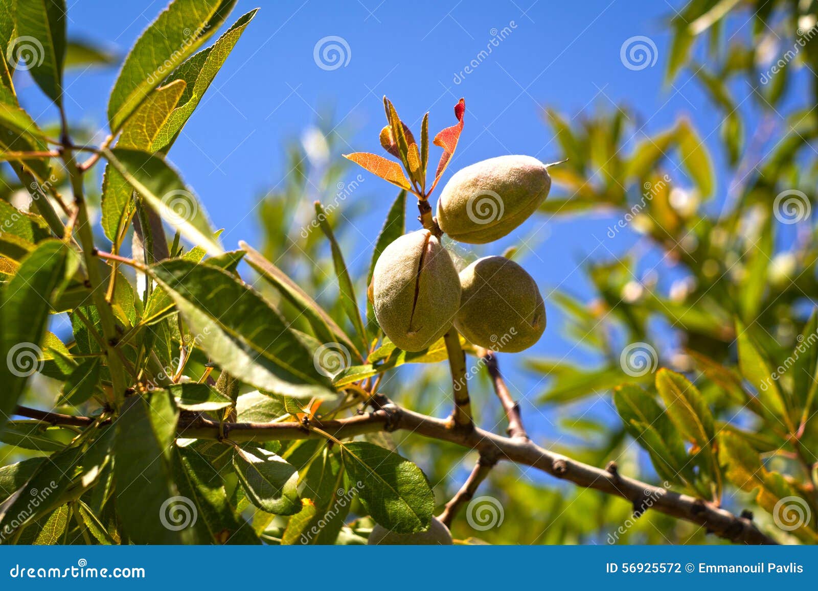 Almond stock photo. Image of fruit, exterior, botanical - 56925572