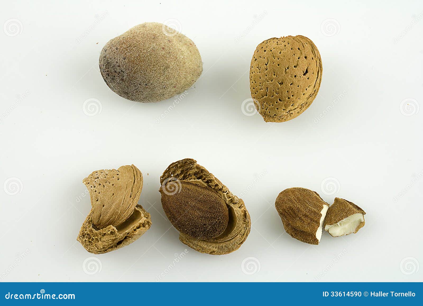 Almond stock photo. Image of break, fruit, gastronomy - 33614590