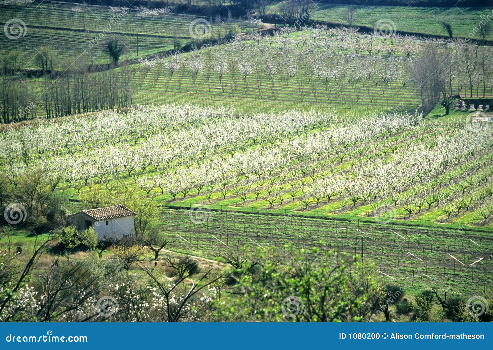 Almond Farm stock photo. Image of springtime, europe, spring - 1080200