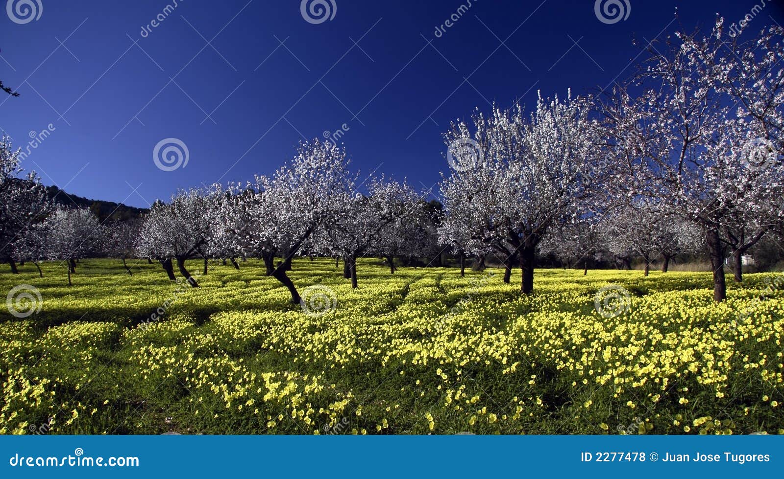 Almond Field stock photo. Image of almond, nature, group - 2277478