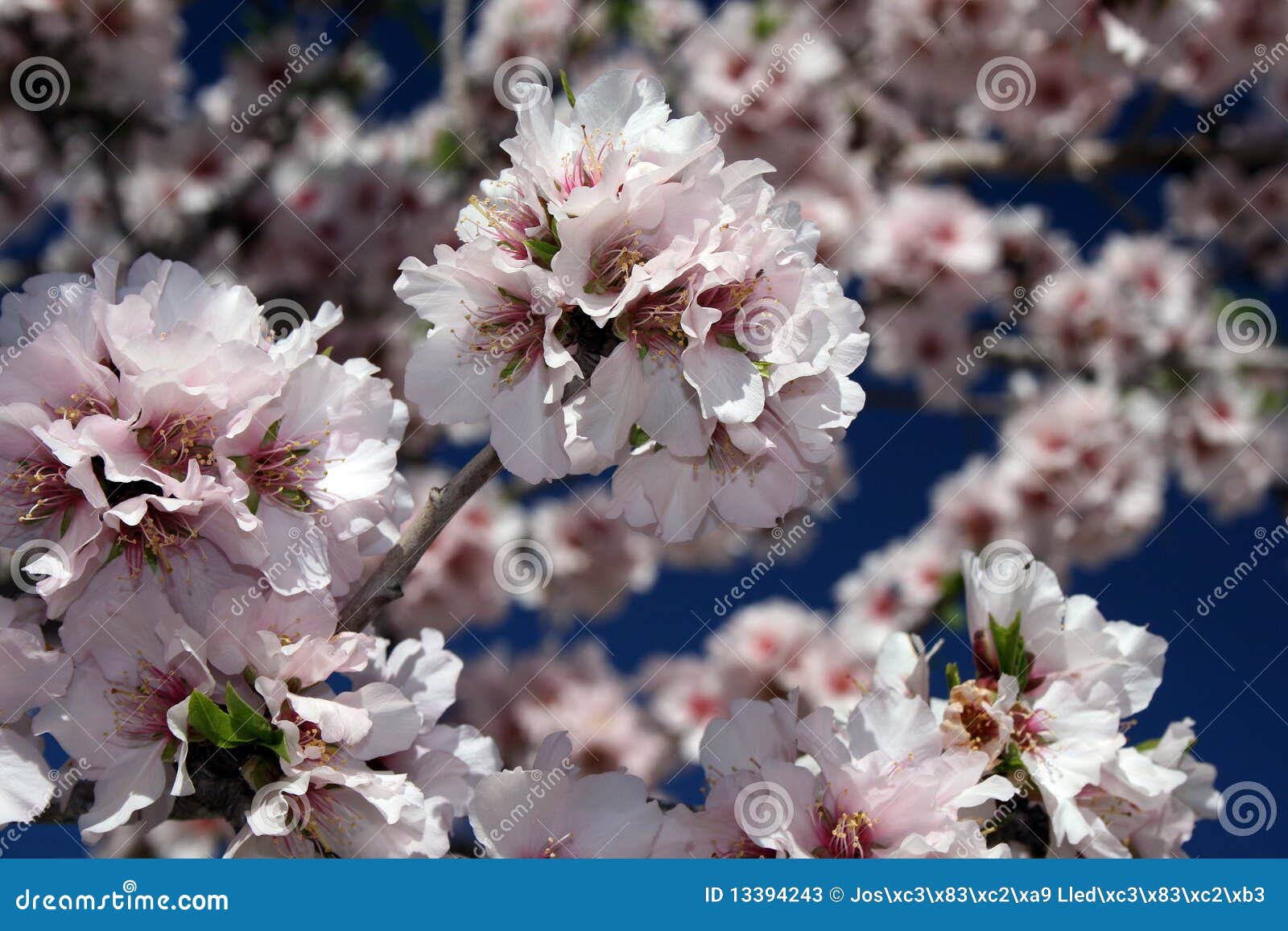 Almond flower stock image. Image of summer, environment - 13394243