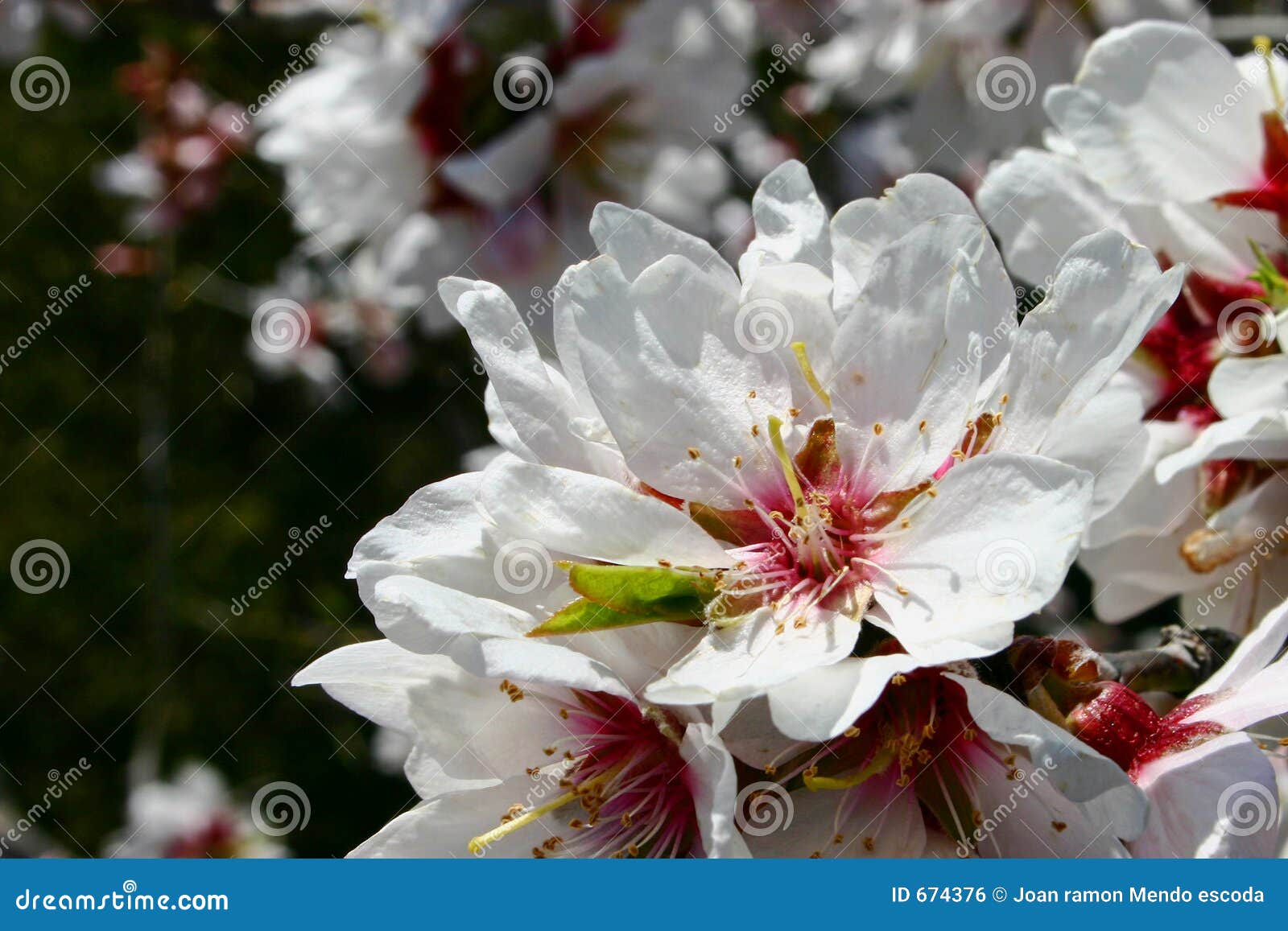 Almond flower stock photo. Image of fruit, nature, natural - 674376