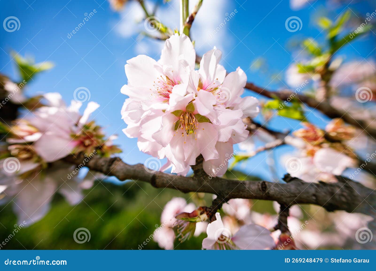 Almond Flower Blossom Tree with Sky. Stock Image - Image of almond ...