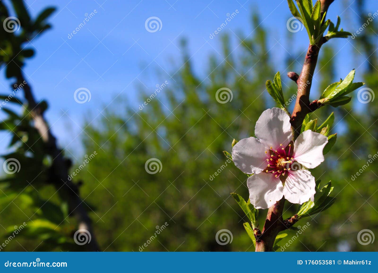 Almond Flower on a Branch in an Almond Orchard Stock Image - Image of ...