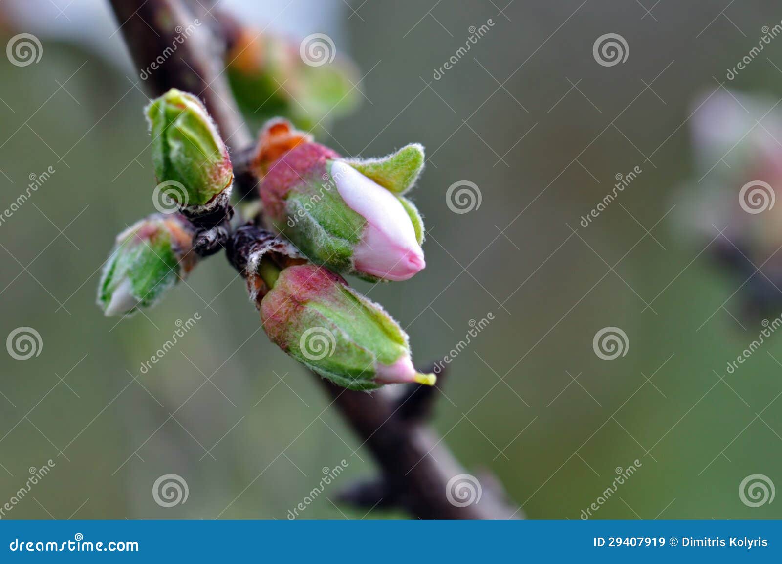 Almond flower buds stock image. Image of pink, blooming - 29407919