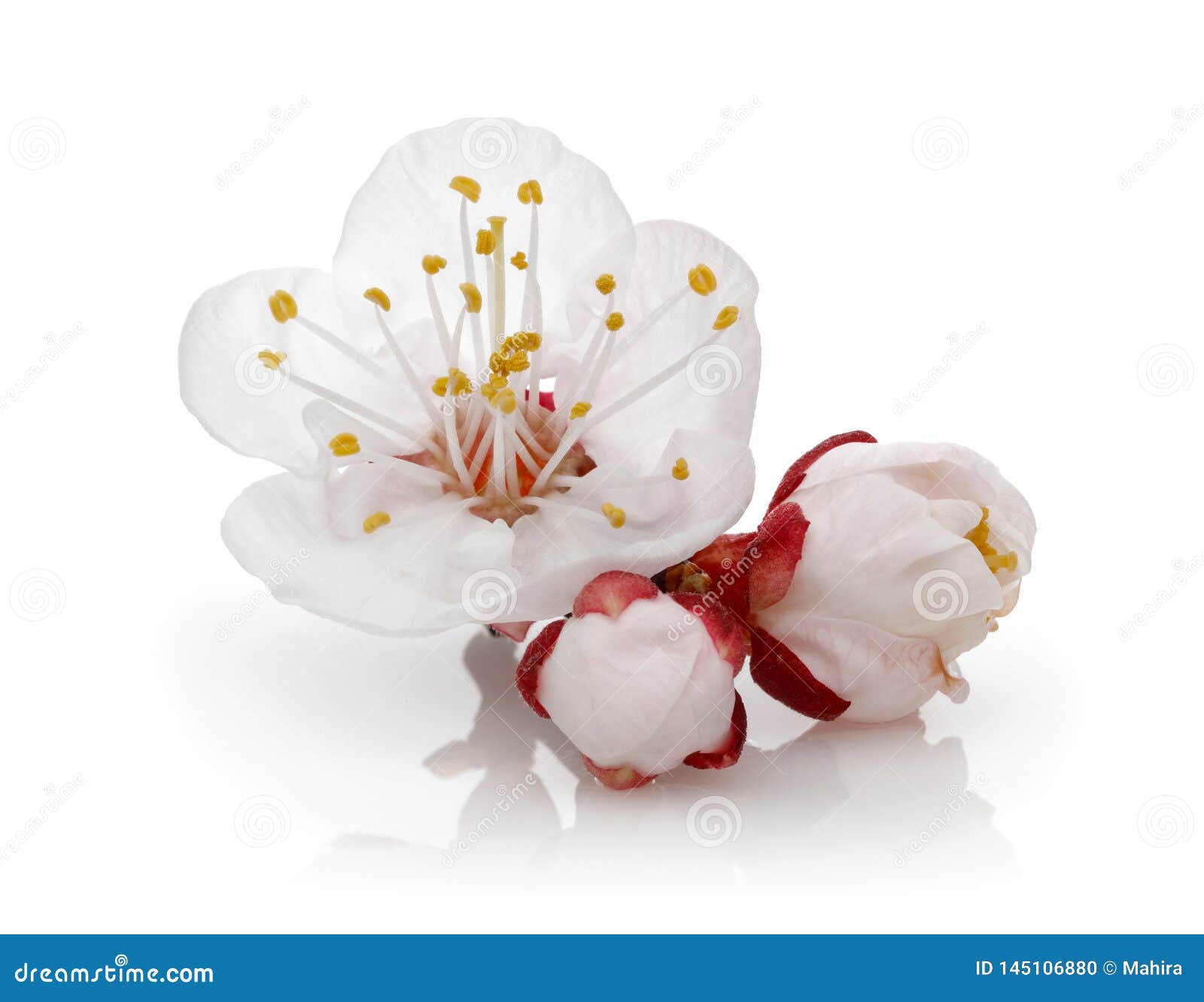 Almond Flower with Buds Isolated on White Stock Photo - Image of petal ...