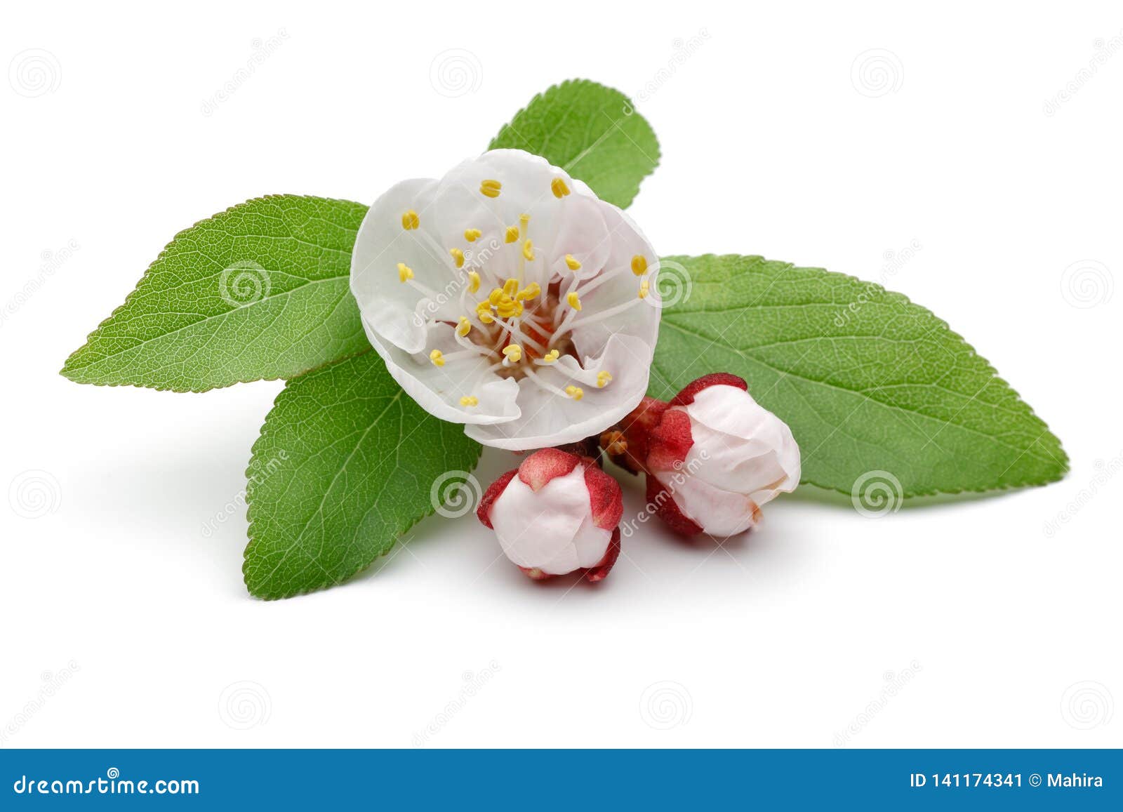 Almond Flower with Buds and Leaves Isolated Stock Image - Image of ...