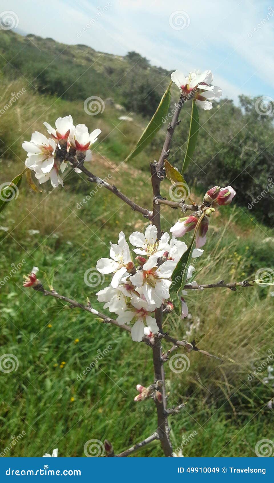 Almond Flower stock image. Image of tree, almond, flower - 49910049
