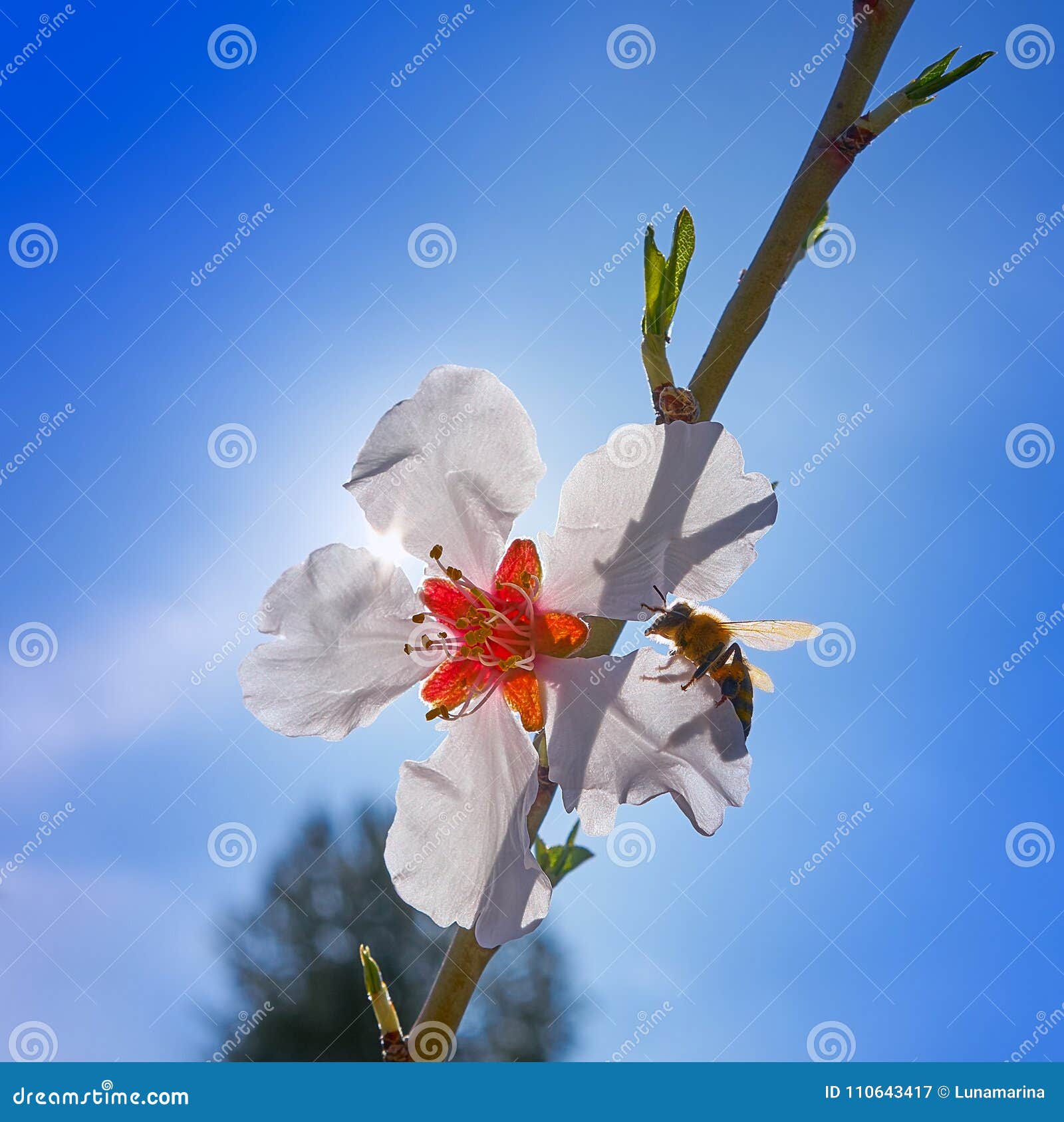 Almond Flower Tree with Bee Pollination in Spring Stock Image - Image ...