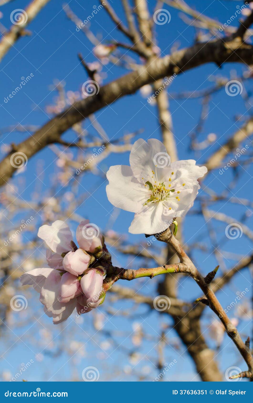 Almond flower stock image. Image of almond, bloom, branches - 37636351