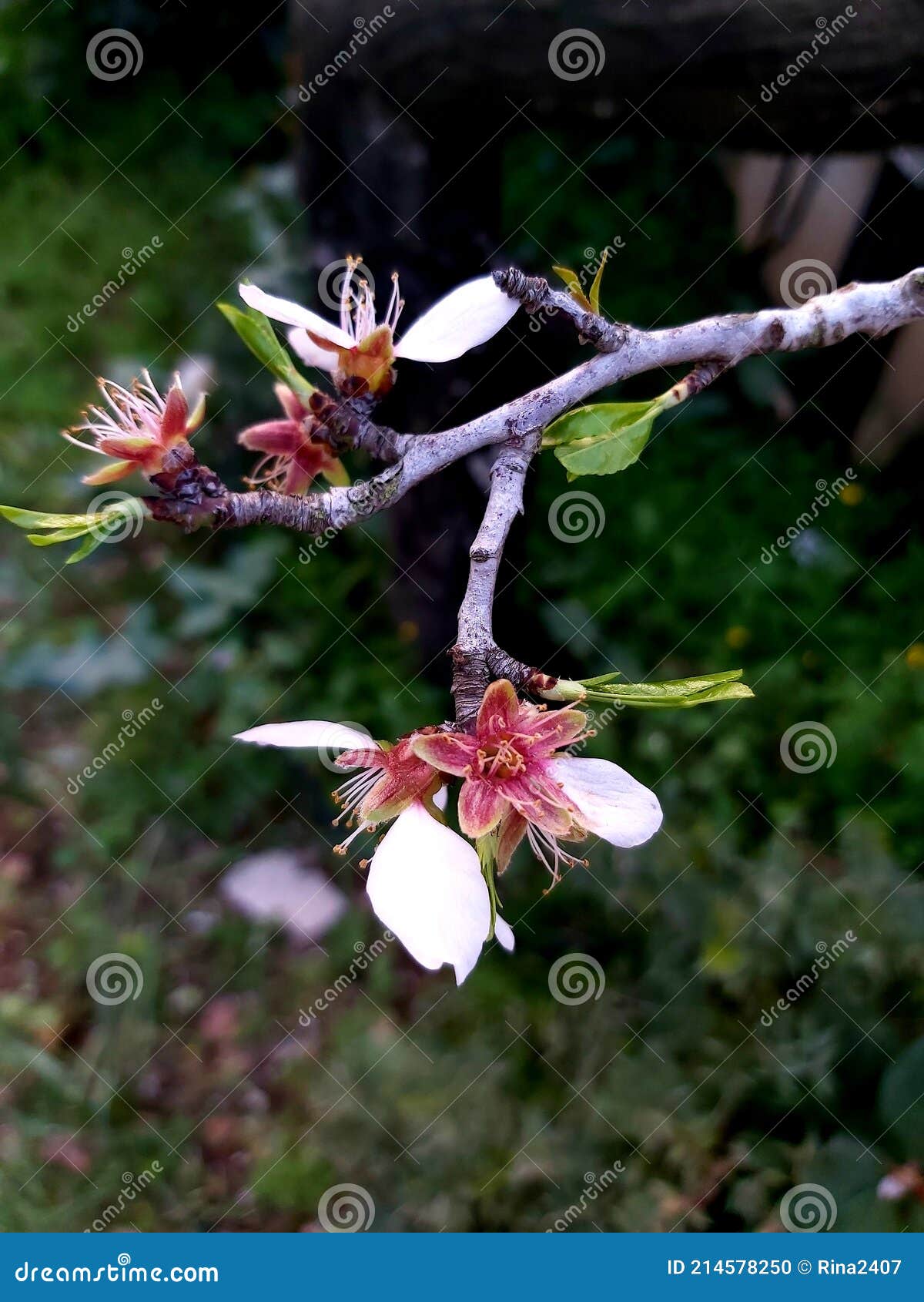 Almond flowers . stock photo. Image of blossom, flowers - 214578250
