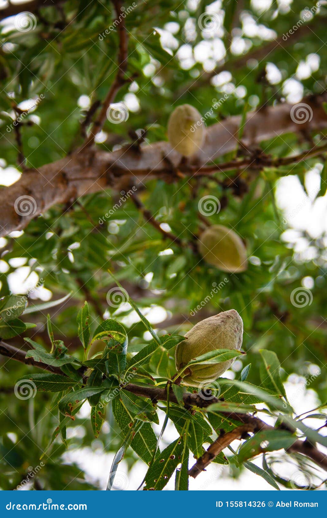 Almond Fruit in a Wild Tree Stock Photo - Image of cholesterol, mushy ...