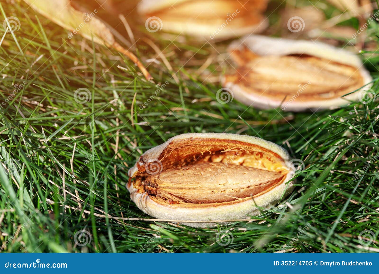 Almond Fruits on the Grass in the Garden Stock Image - Image of fruits ...