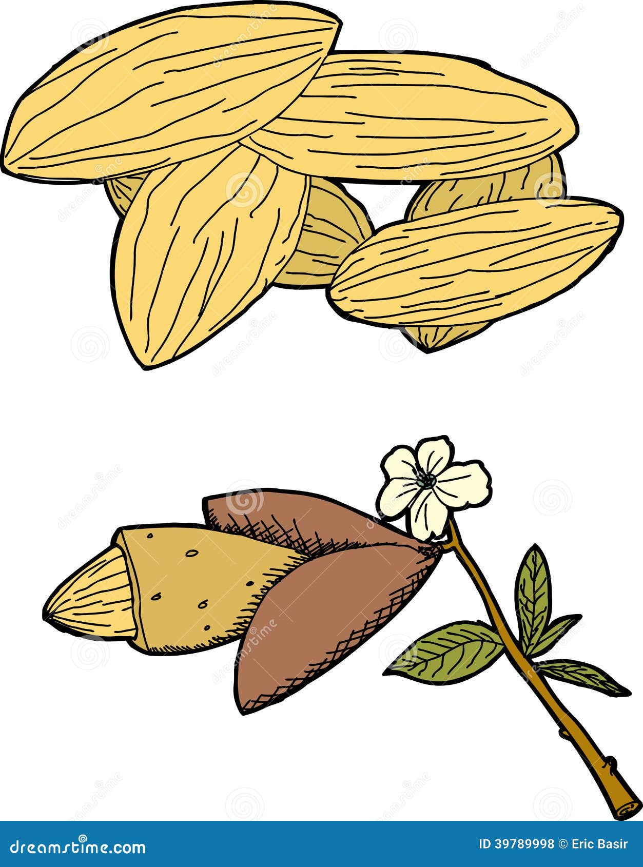 Almond Graphic stock vector. Illustration of dulcis, pieces - 39789998