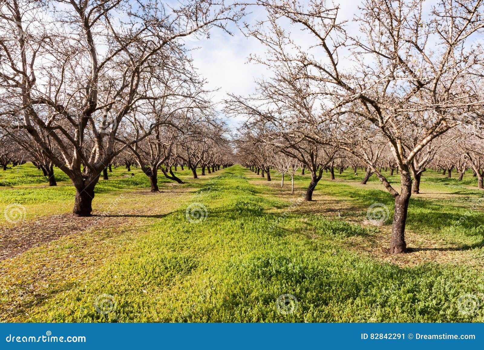 An Almond Grove in the Spring Stock Image - Image of orchid, grove ...