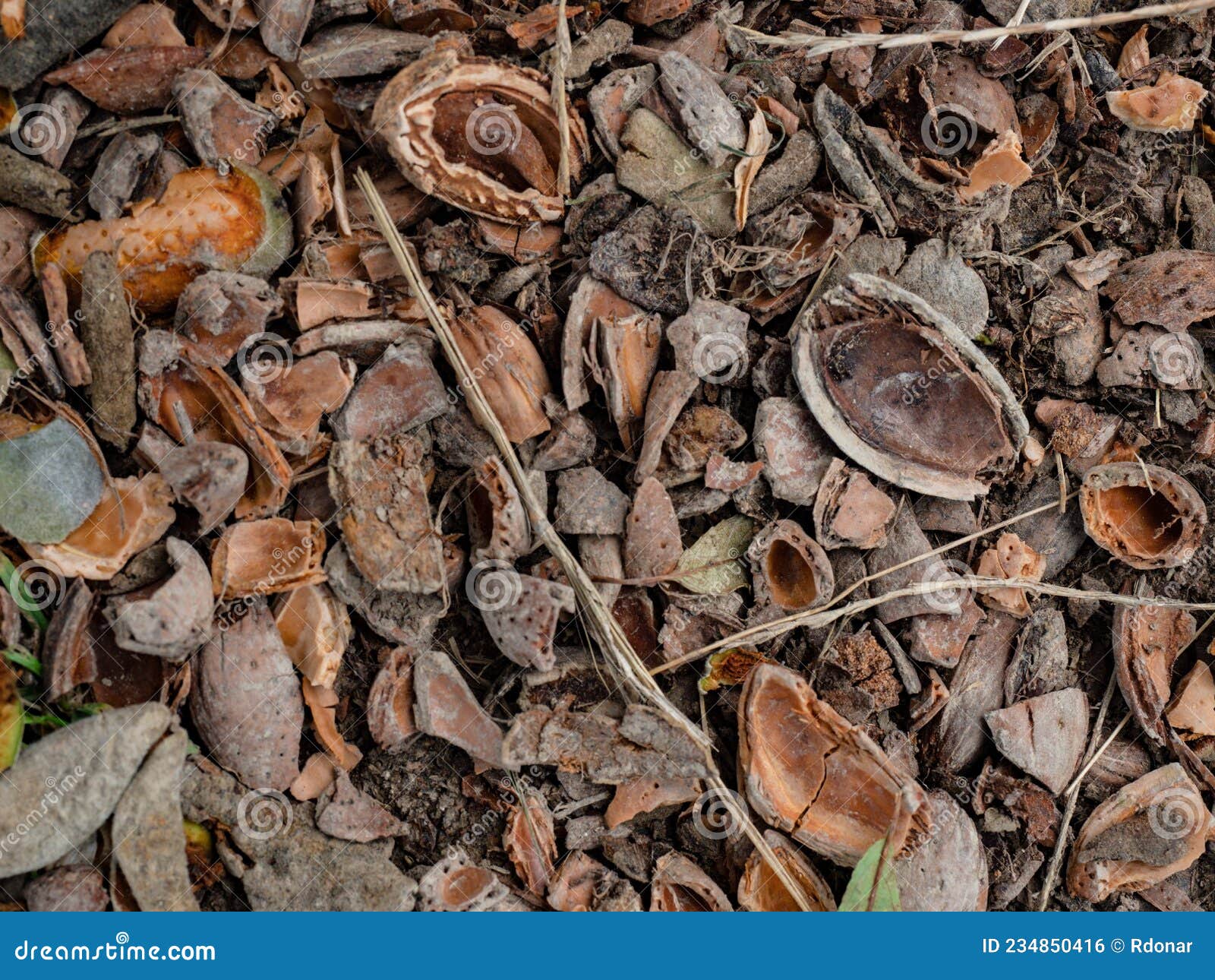 Almond Harvest Time. Shells of Broken Almonds Nuts Stock Photo - Image ...