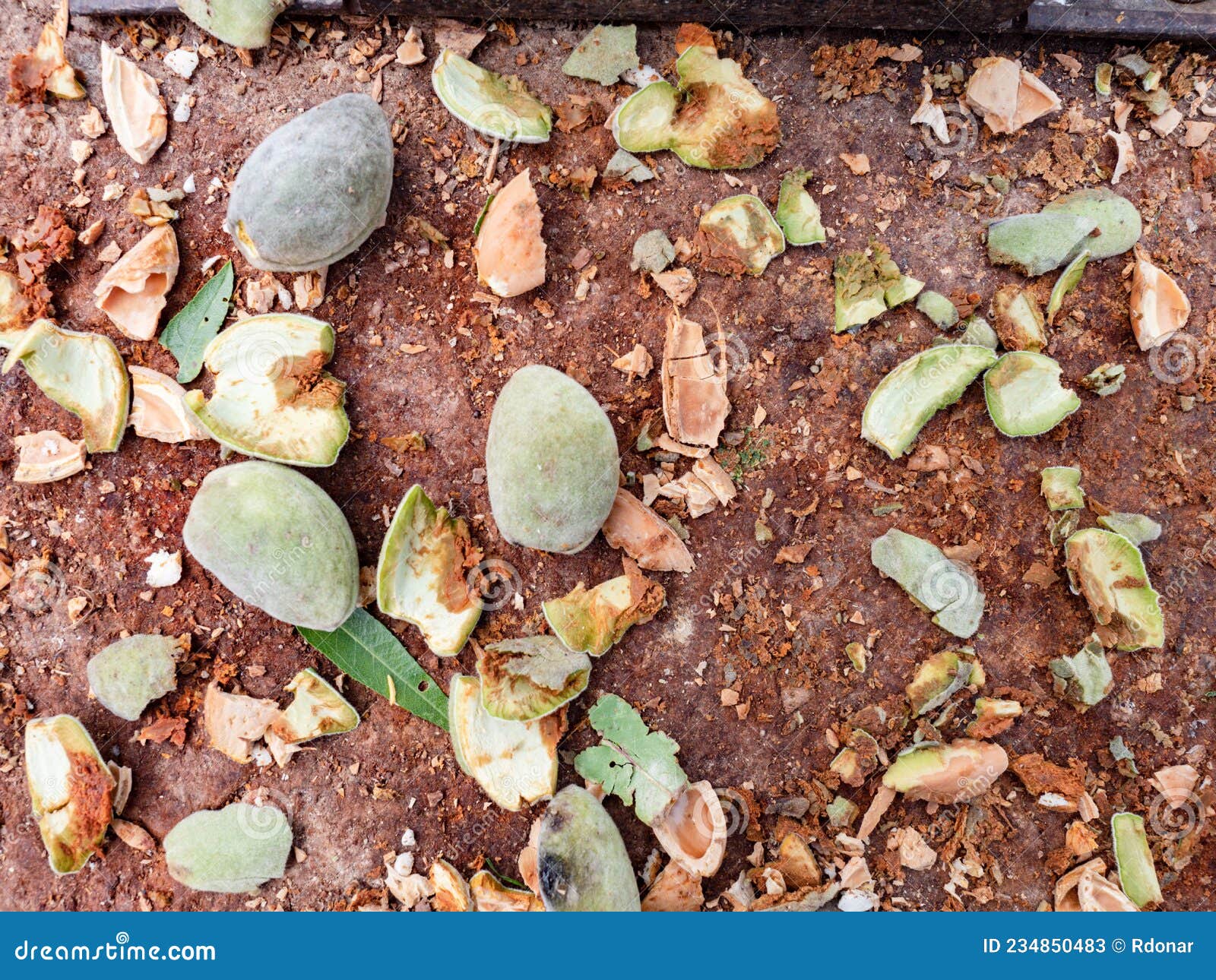 Almond Harvest Time. Shells of Broken Almonds Nuts Stock Image - Image ...