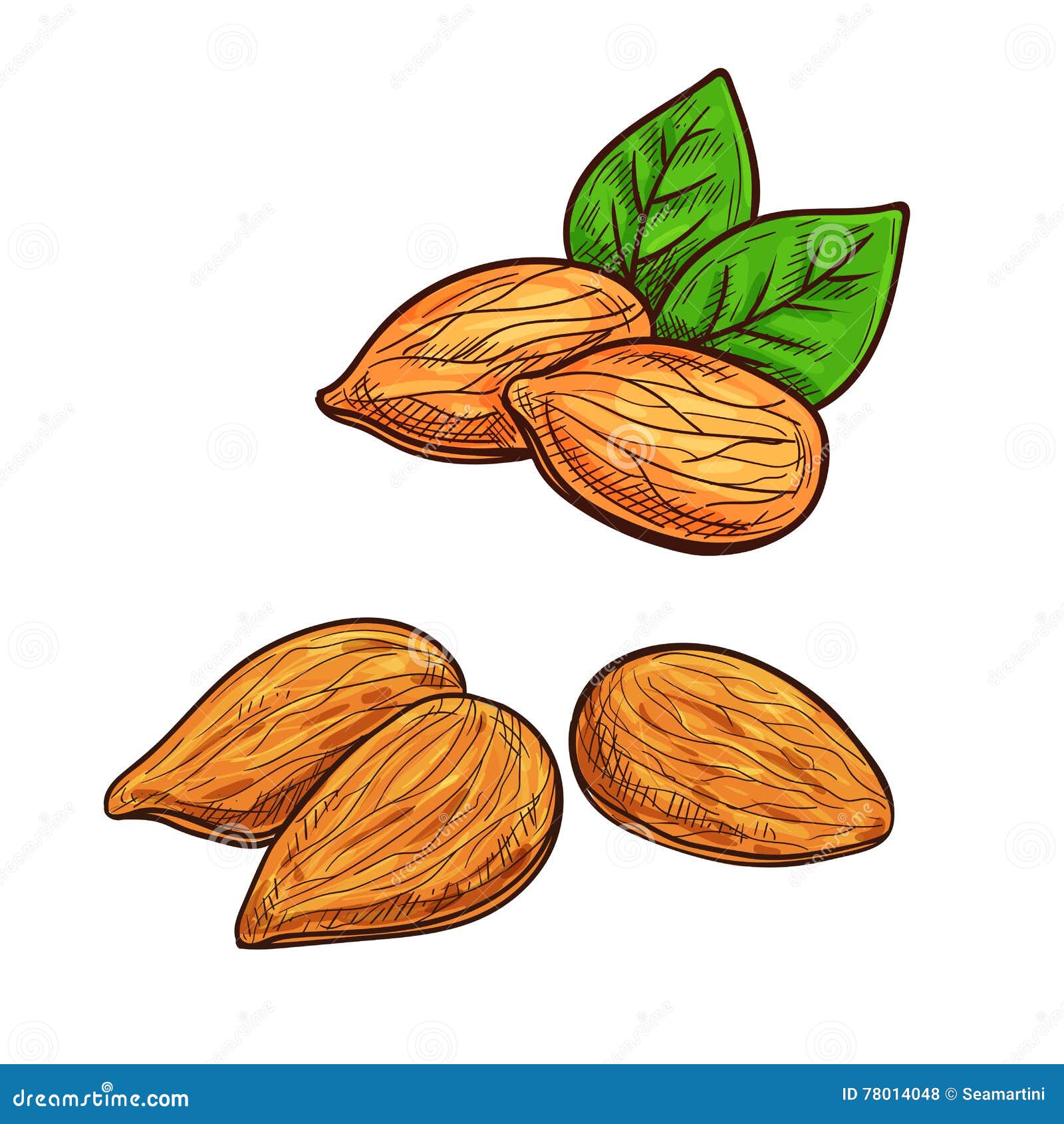 Almond Isolated Vector Icon Stock Vector Illustration Of Healthy
