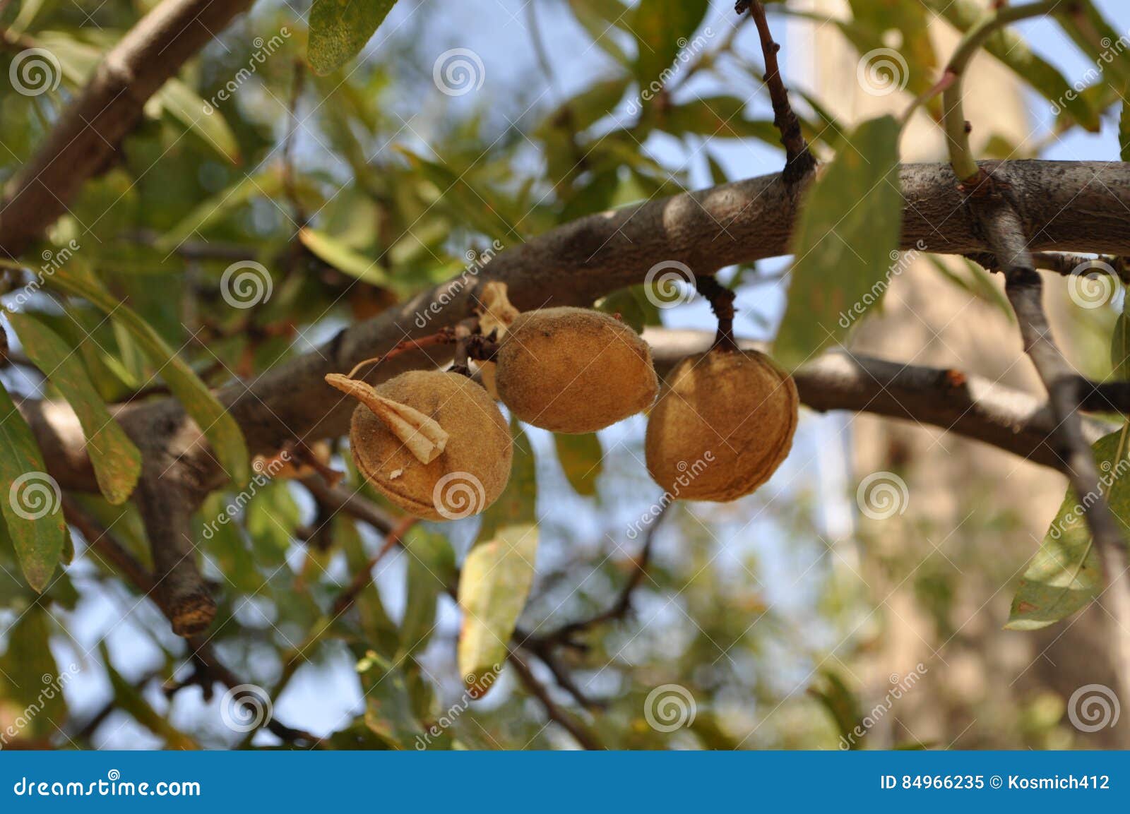 Almond stock image. Image of healthy, stone, blurring - 84966235