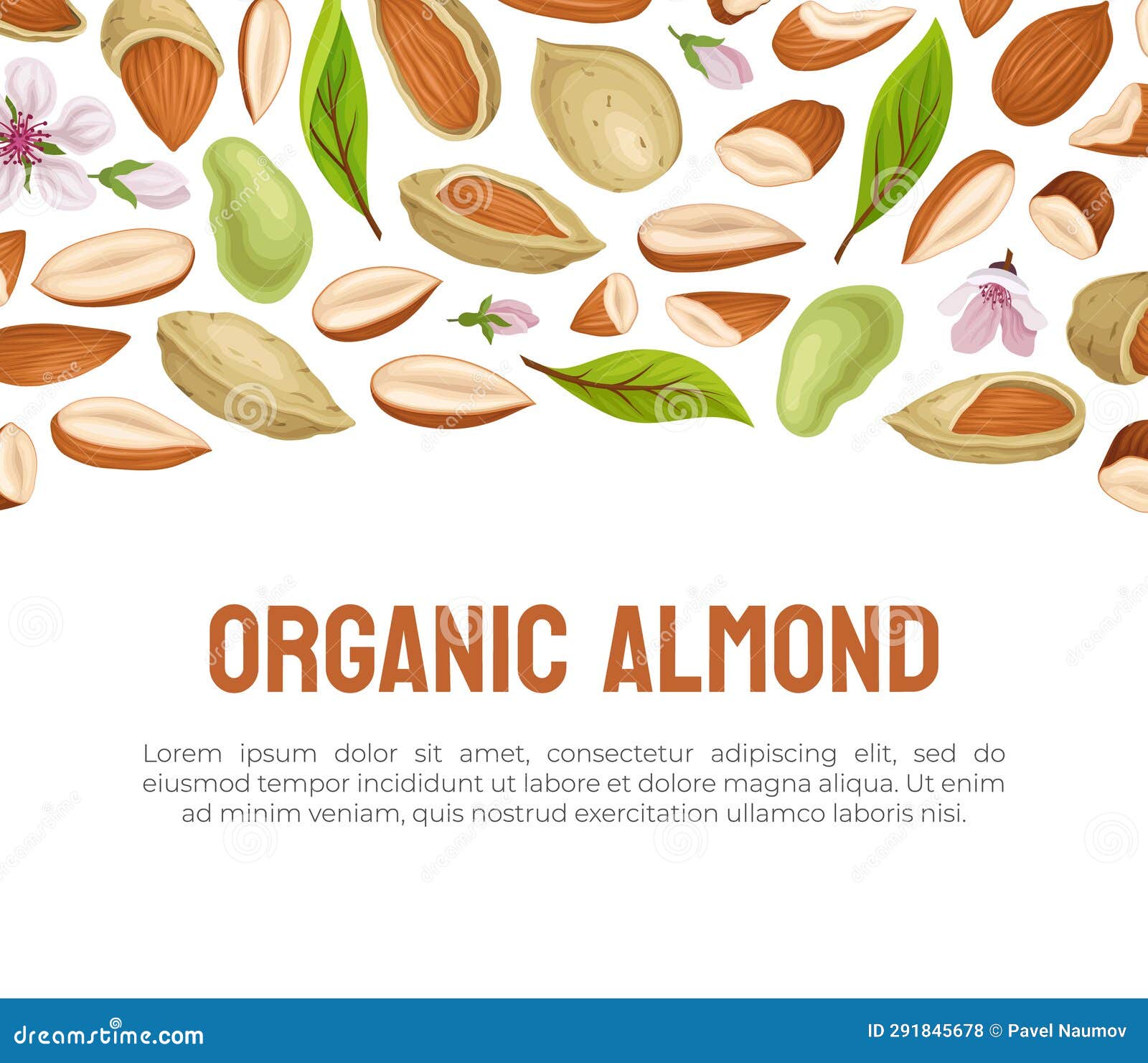 Almond Nut Banner Design with Kernel in Shell Vector Template Stock ...