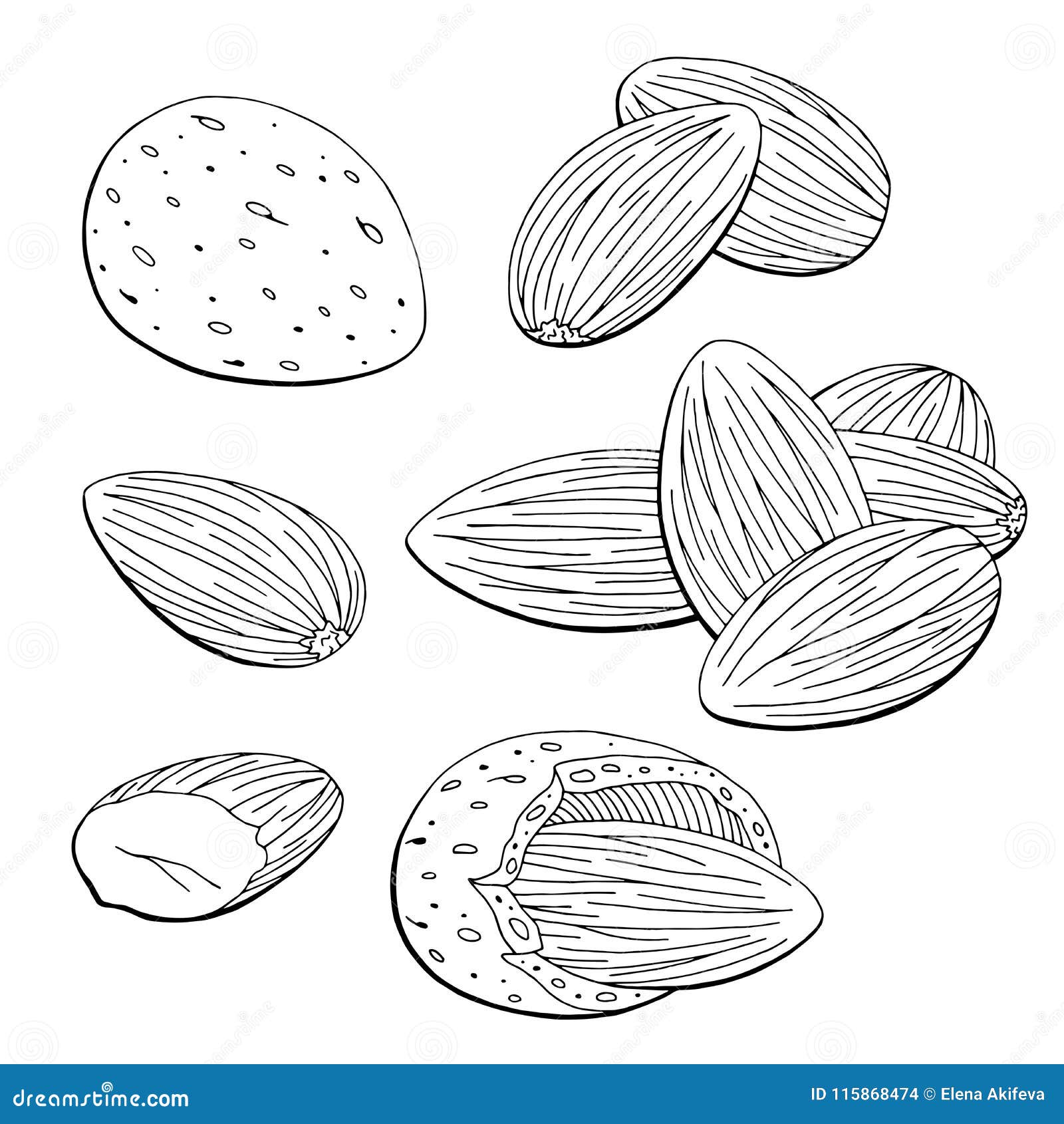 Almond Nut Graphic Black White Isolated Sketch Set Illustration Vector