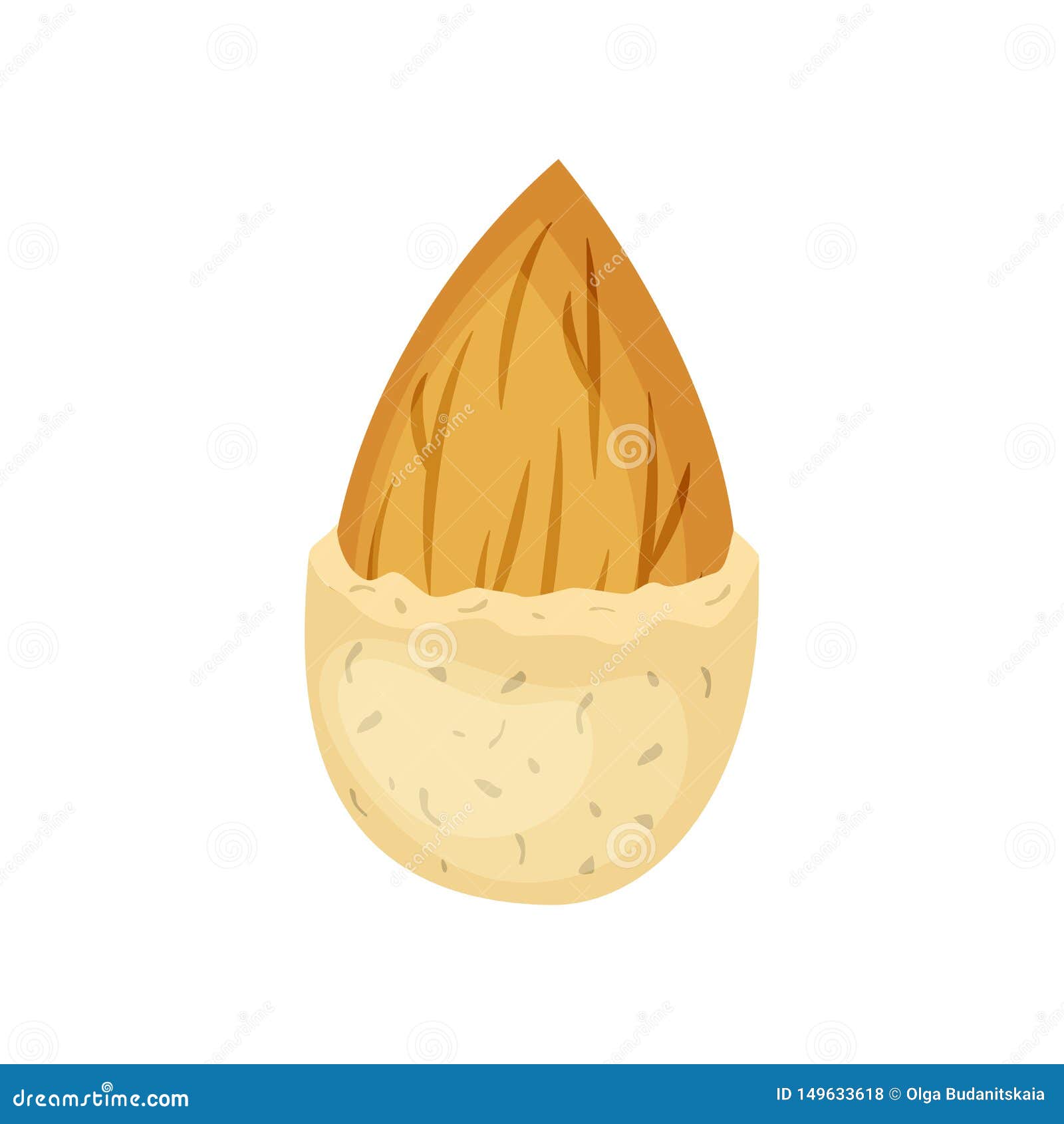 Almond Nut in a Nutshell Vector Illustration Isolated on White ...