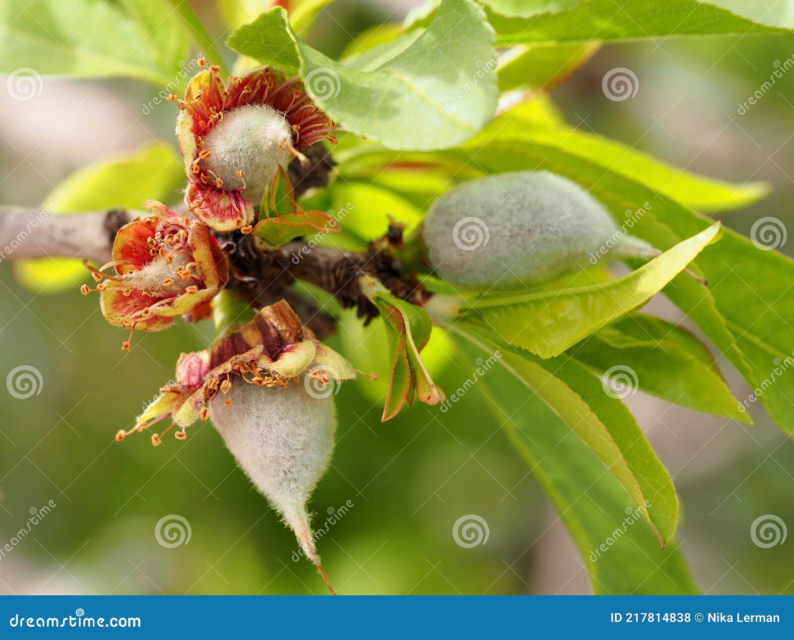 Almond Nutlets Appear on Almond Trees Stock Photo - Image of ...