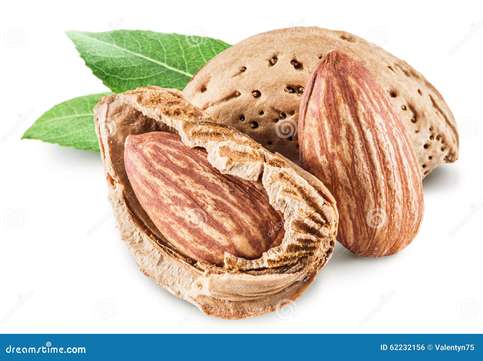 Almond nuts. stock photo. Image of nuts, cutout, paths - 62232156