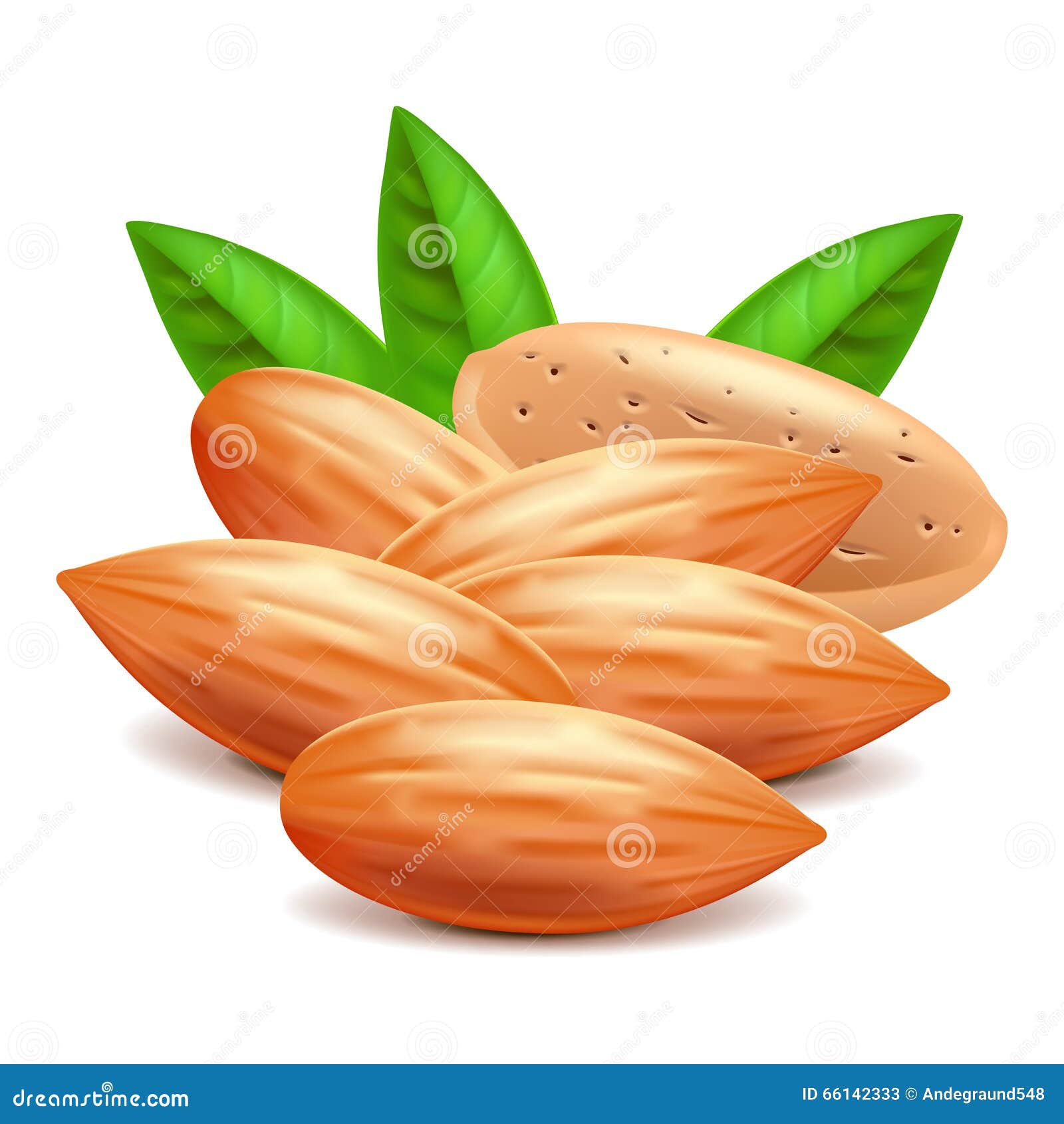 Almond Nuts on White Vector Stock Vector - Illustration of dried ...