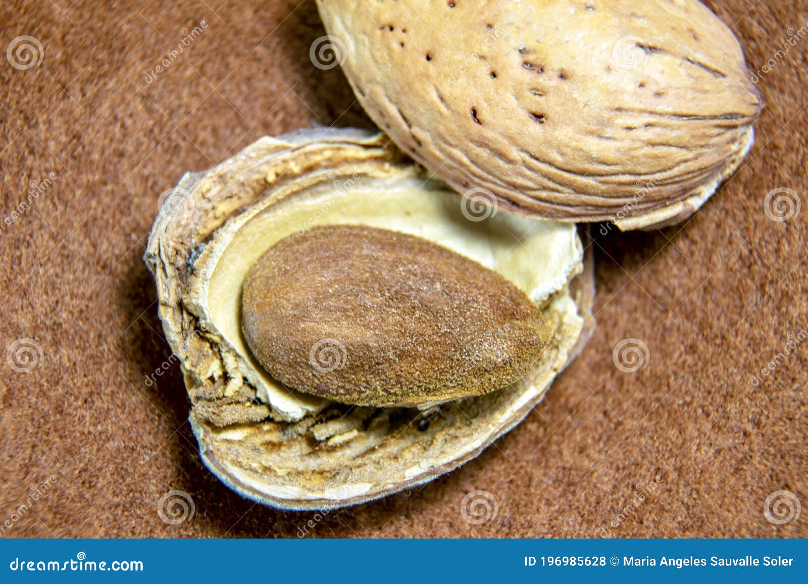 Almond open shell. stock photo. Image of open, seed - 196985628