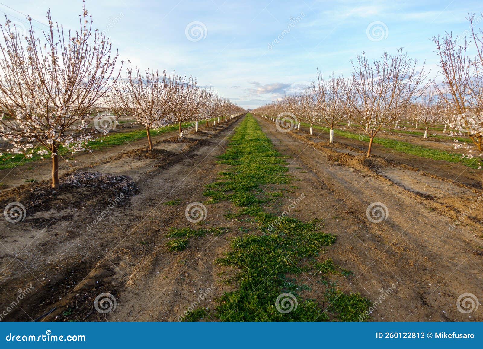 Almond orchard bloom stock image. Image of plant, nature - 260122813