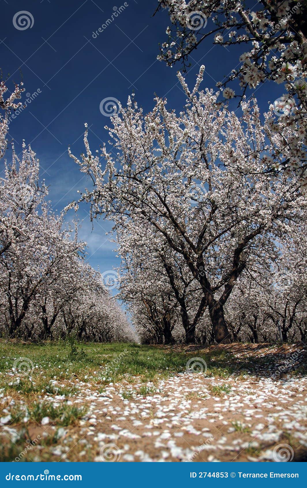 Almond Orchard in Bloom stock image. Image of nature, foods - 2744853