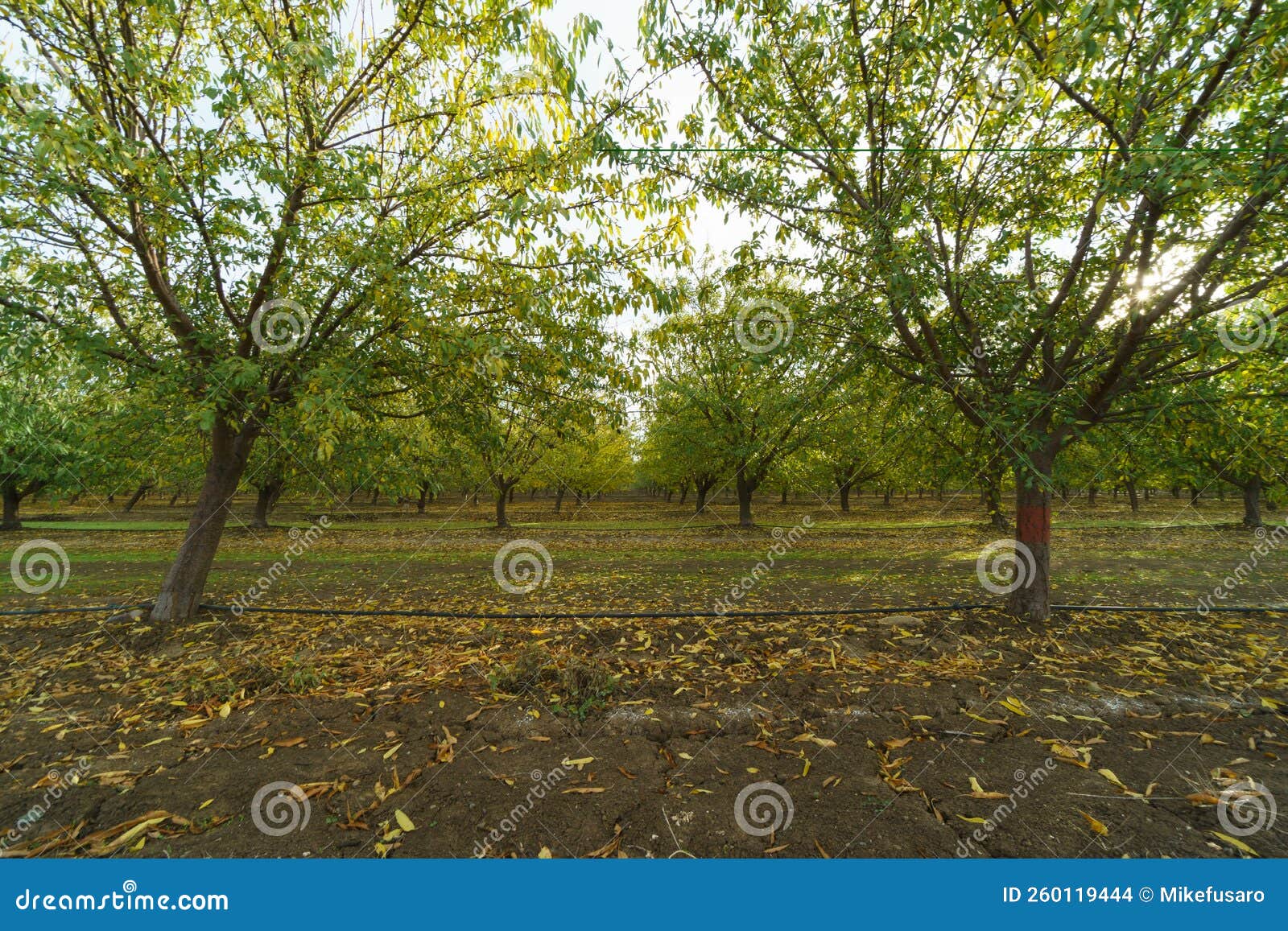 Almond orchard rows stock photo. Image of plant, branch - 260119444