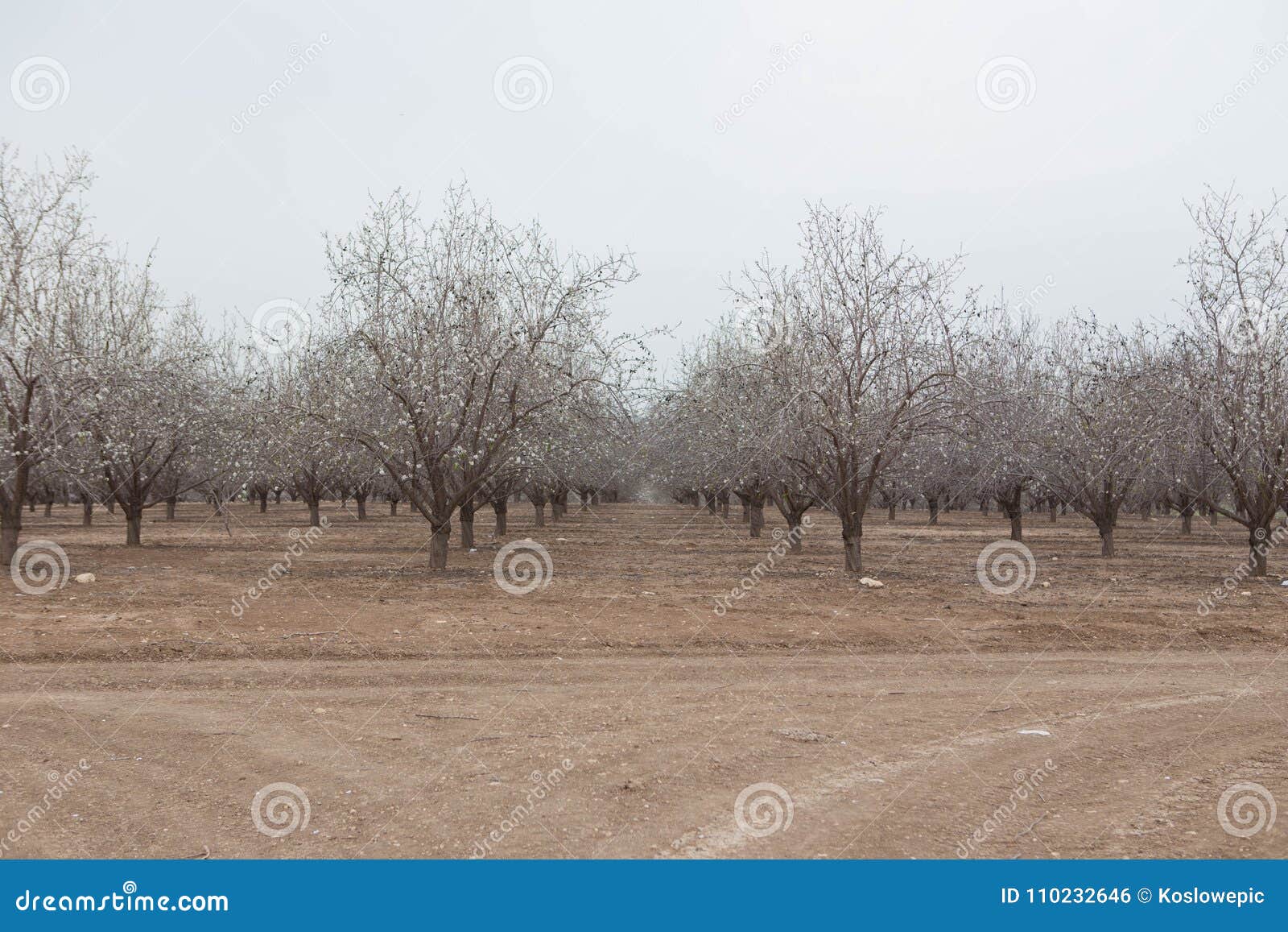 Almond Orchards Beautiful Almond Trees in a Row Spring Blooming Stock ...