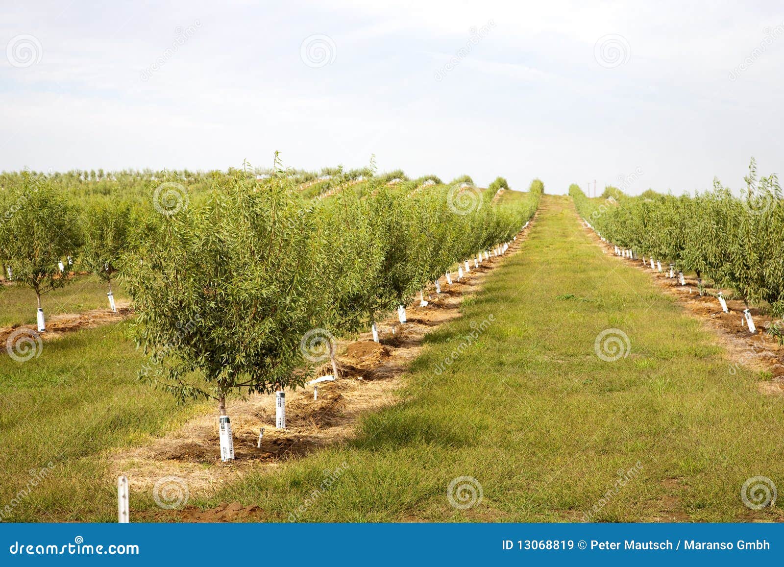Almond Plantation Trees Stock Photography | CartoonDealer.com #101377544