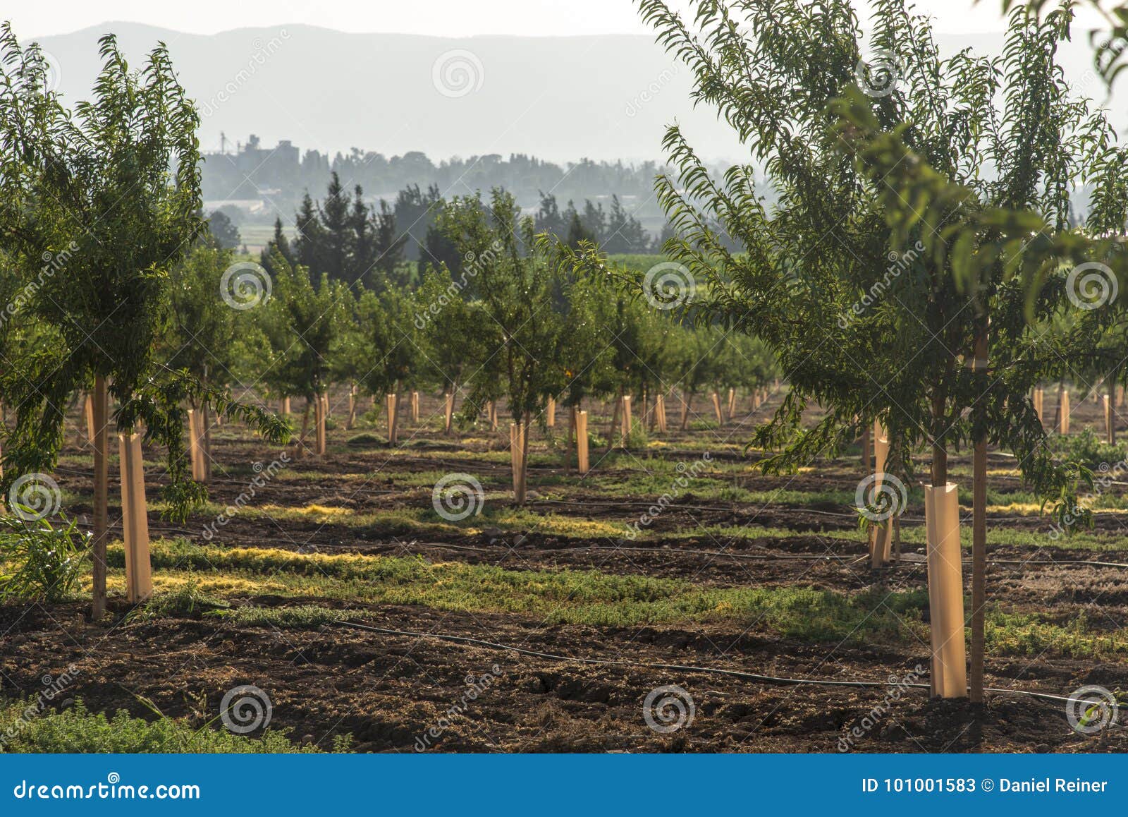 Almond plantation trees stock image. Image of land, walnut - 101001583