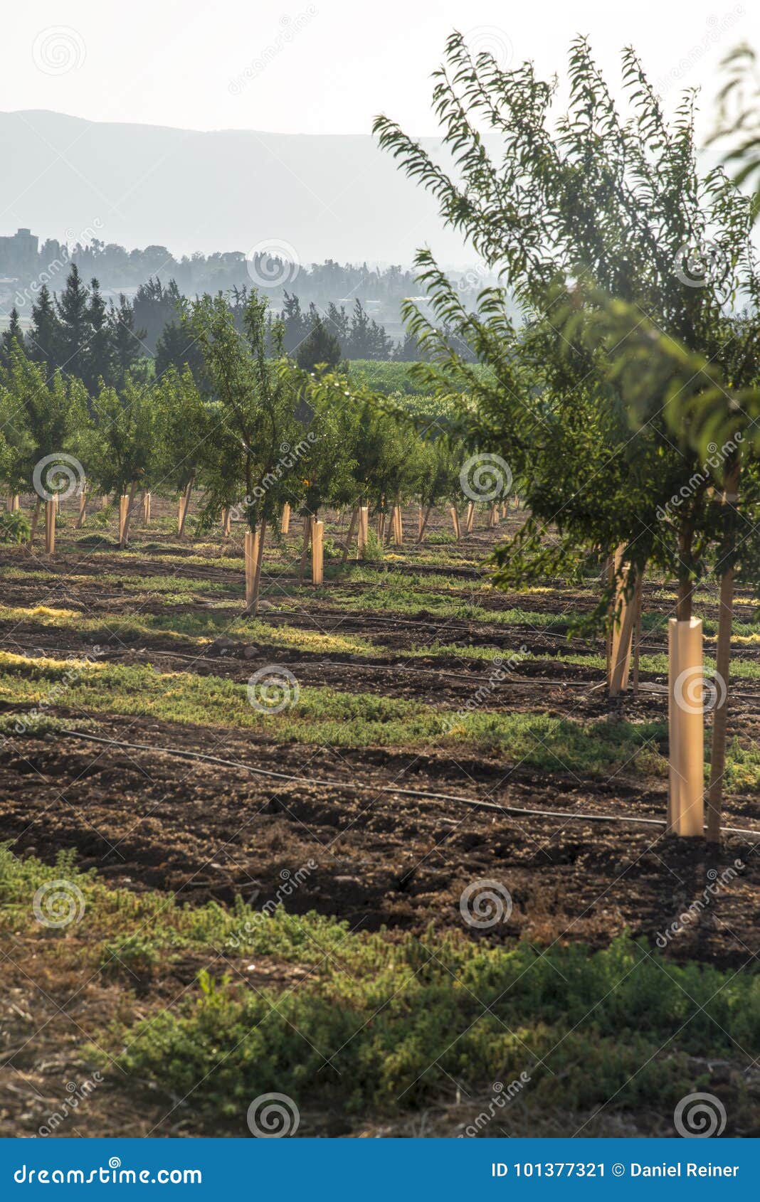 Almond plantation trees stock image. Image of land, plantation - 101377321