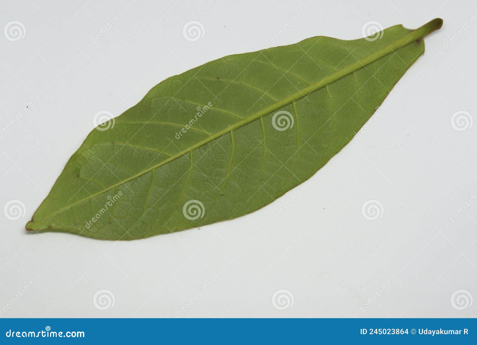 Almond Plants Leaf Back Side View. Stock Photo - Image of countryside ...